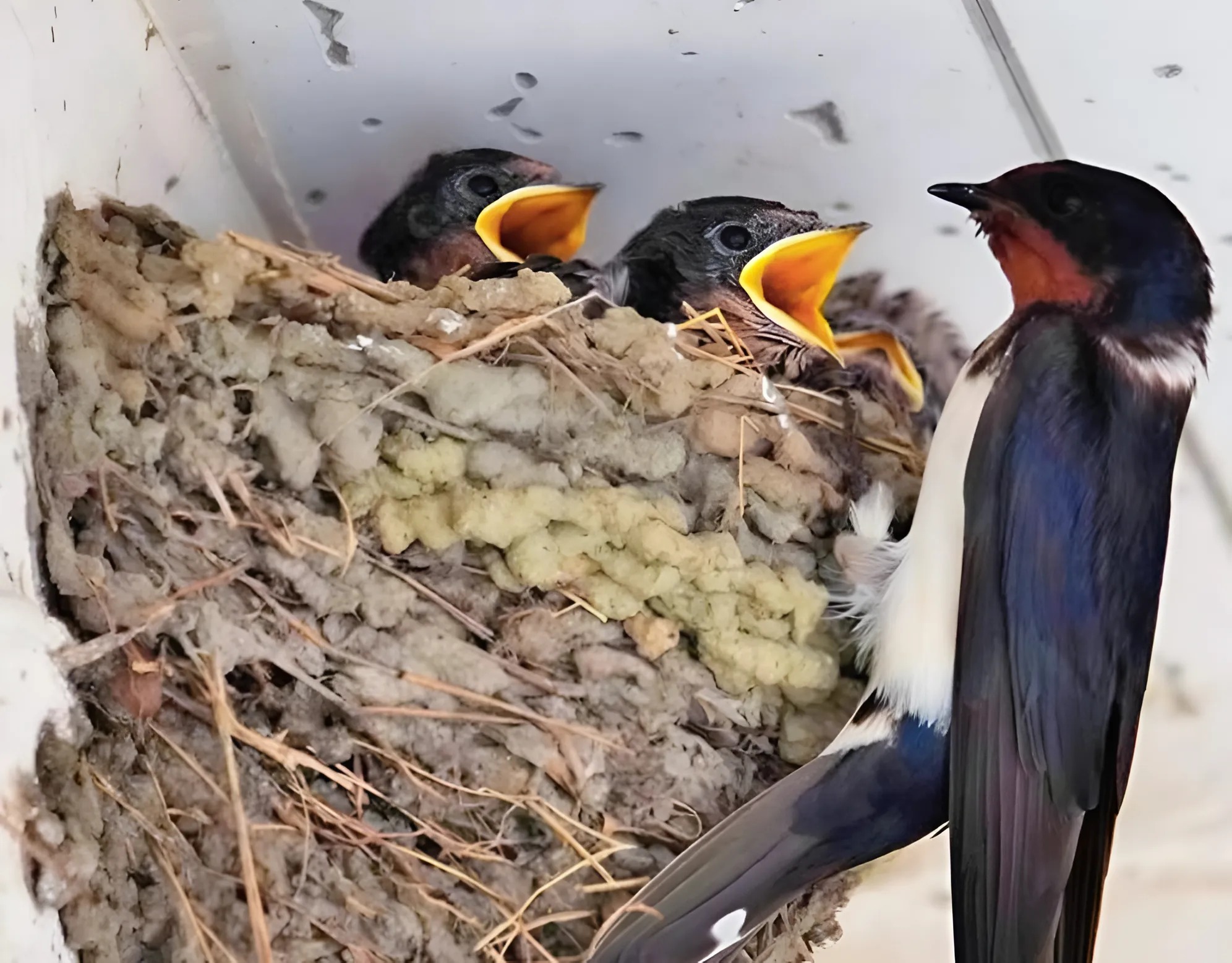 Des hirondelles ont choisi votre maison pour y faire leur nid ?Ce n’est pas un simple hasard ...