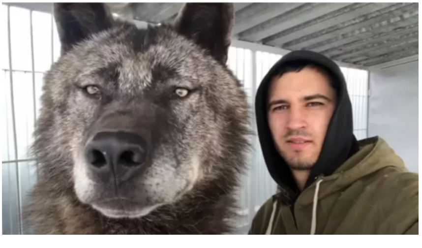Cet homme prend soin d'un loup géant et joue avec lui comme s'il était ...